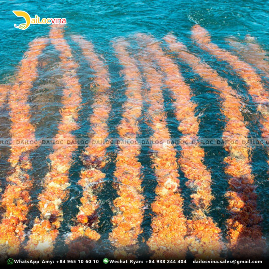 COCONUT COIR ROPE IN MUSSEL FARMING TOP PRODUCT - DaiLoc Vina