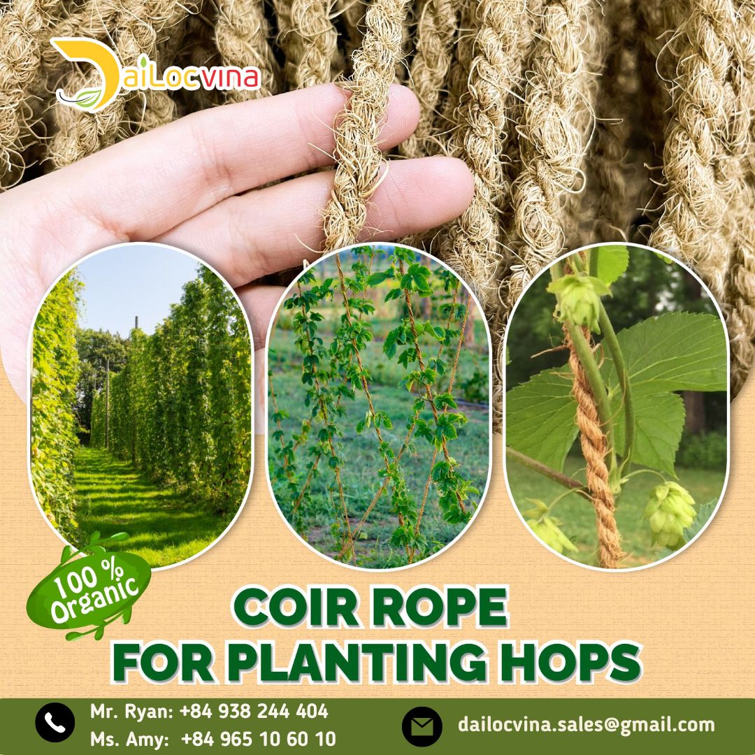 COIR ROPE USED FOR HOPS AND MUSSEL FARMING SEVERAL ADVANTAGES - DaiLoc Vina